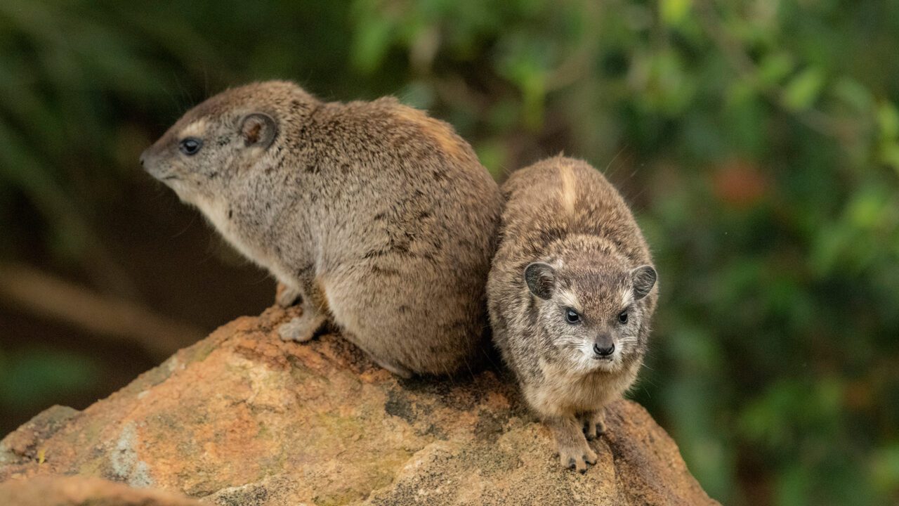 Experience Elevation - Lesotho Nation Brand