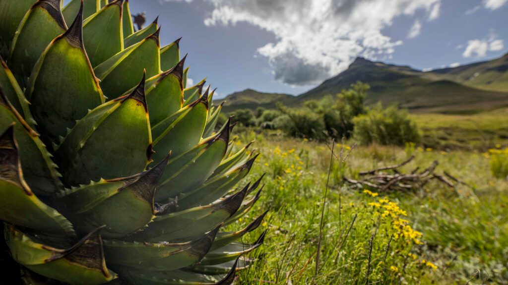 Experience Elevation - Lesotho Nation Brand