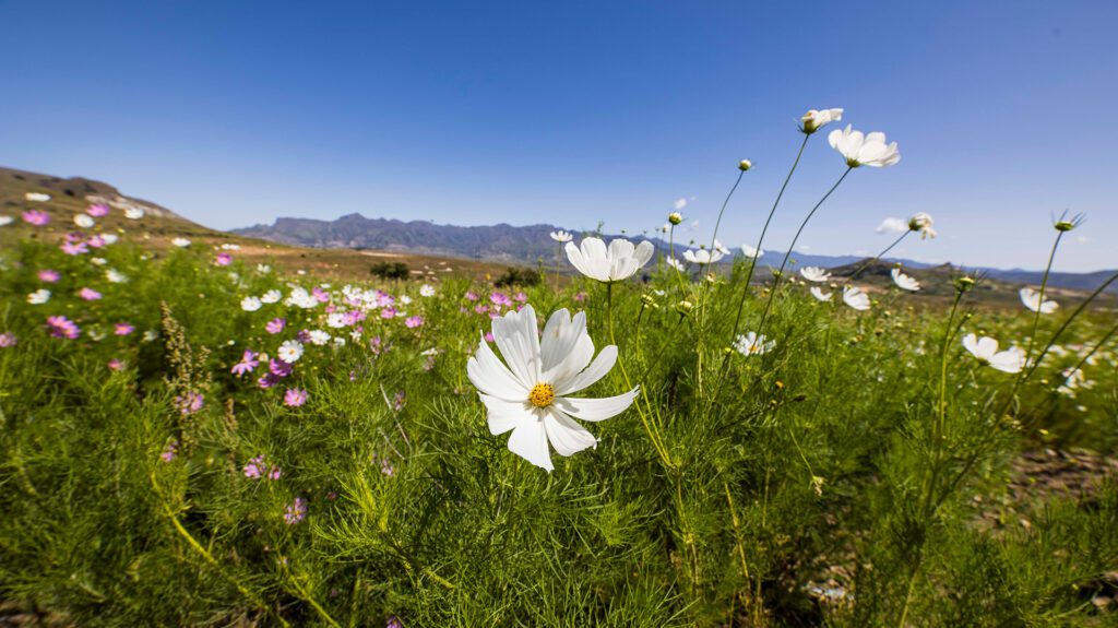 Experience Elevation - Lesotho Nation Brand